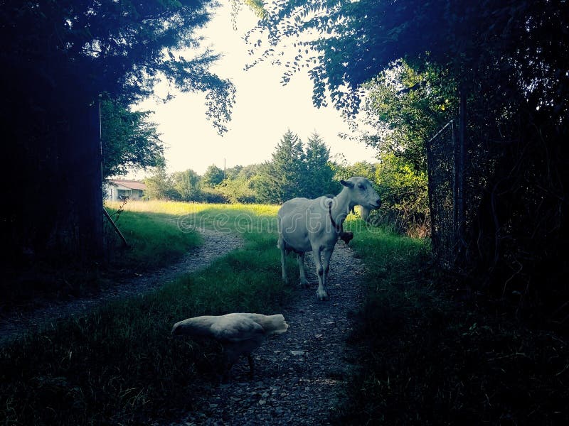 Goat and chick stock image. Image of nature, goat, trees - 81756873