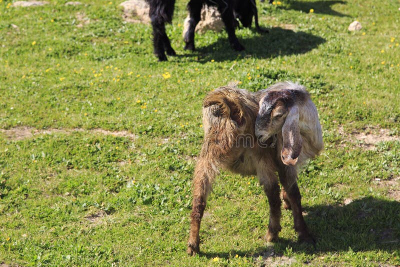 Goat stock image. Image of ecology, country, animals - 50912953