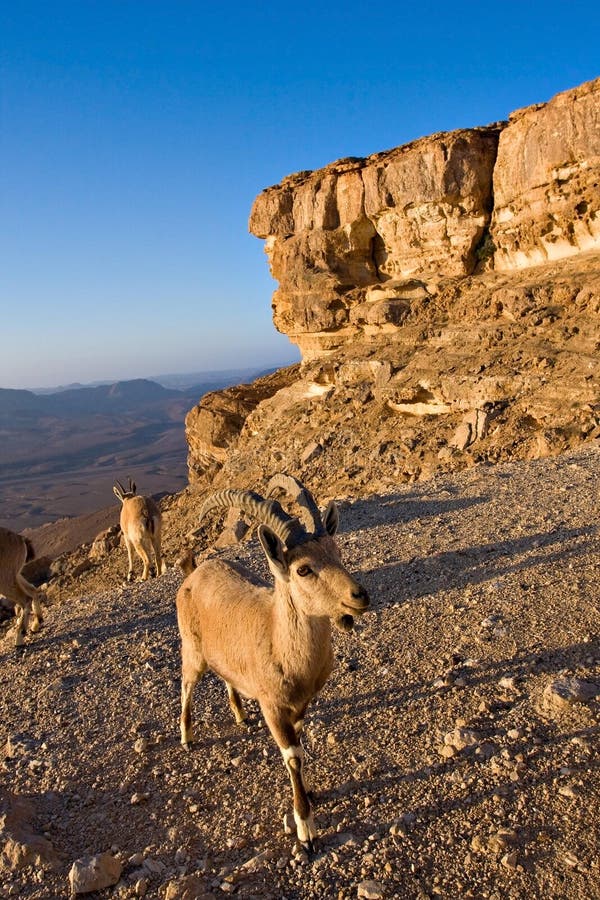 Goat on cliff stock image. Image of dwelling, deer, goat - 5798105