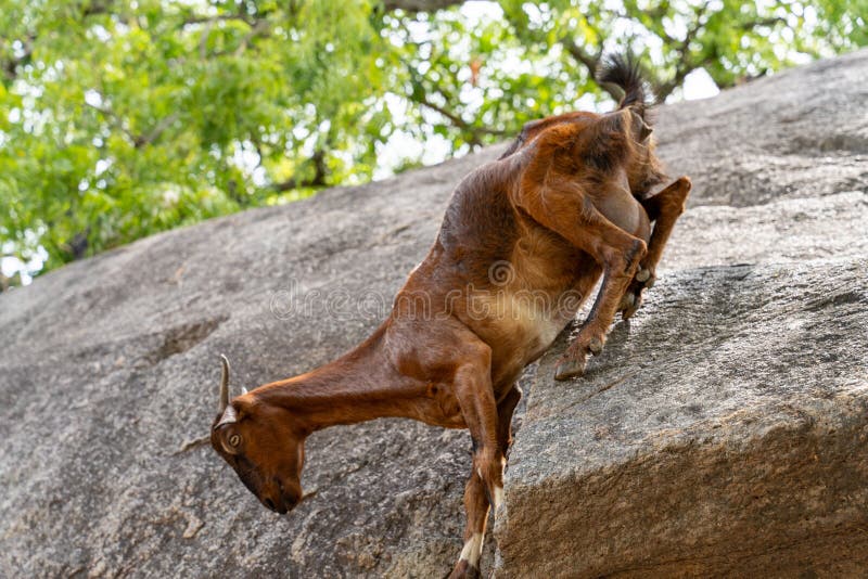 A goat is climbing a rock stock image. Image of adorable - 392699913