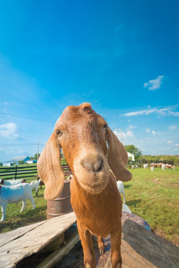Goat stock image. Image of kentucky, cute, animal, domestic - 140303661