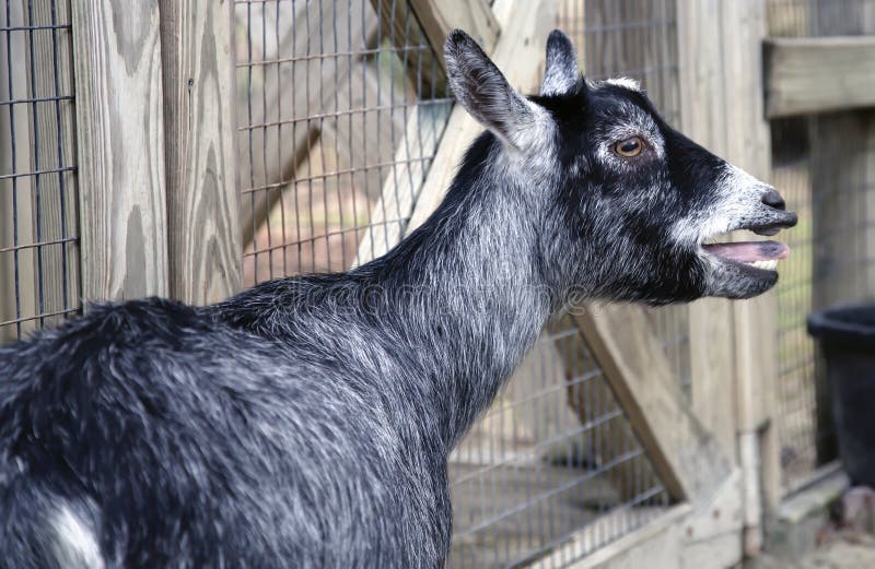 Goat Bleating Stock Images - Download 198 Royalty Free Photos