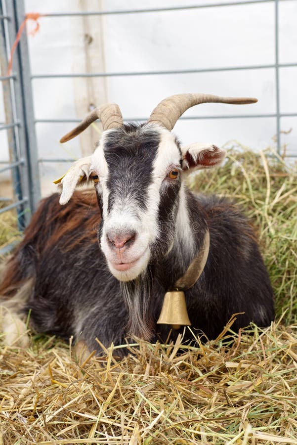 Goat close up stock photo. Image of mammal, farming - 114631270
