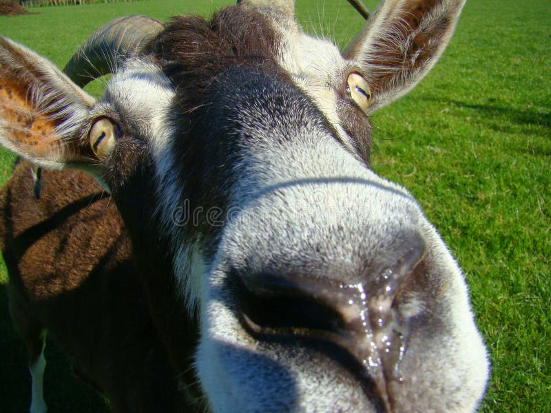 Goat stock photo. Image of goats, animal, goat, nose - 72538176
