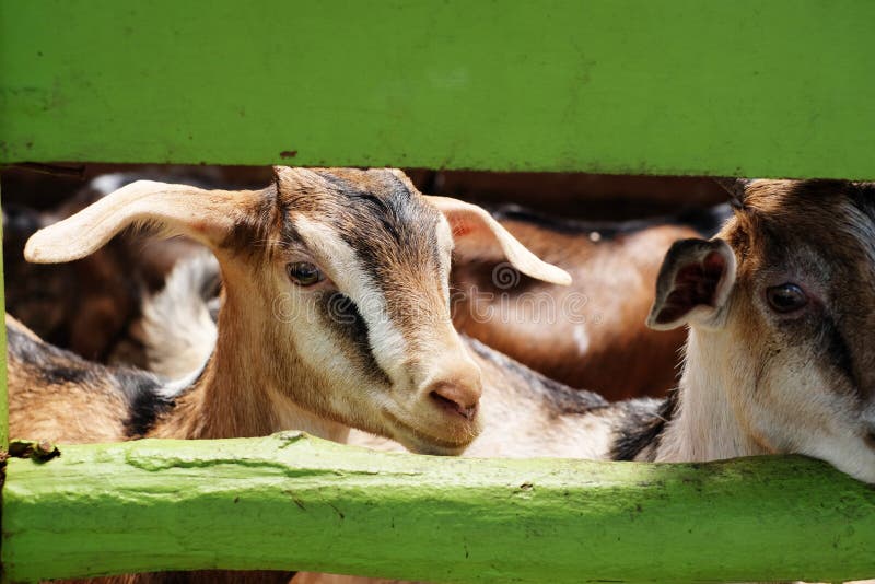 Goat stock photo. Image of wildlife, horn, organism, close - 49059000