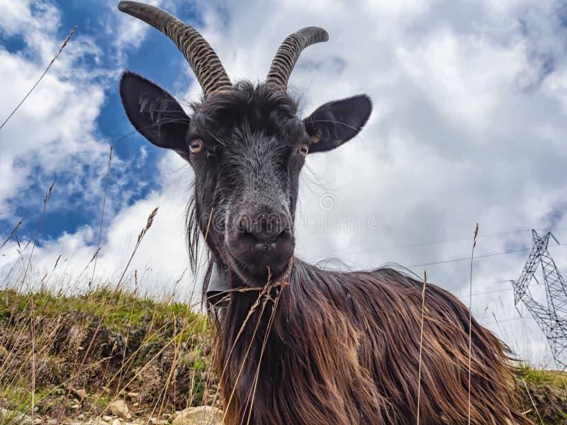Goat Close-up in the Italian Alps Stock Image - Image of agriculture ...