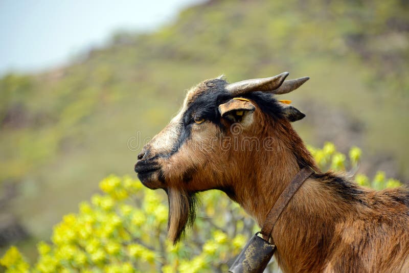 Goat stock image. Image of horn, green, landscape, male - 173376453