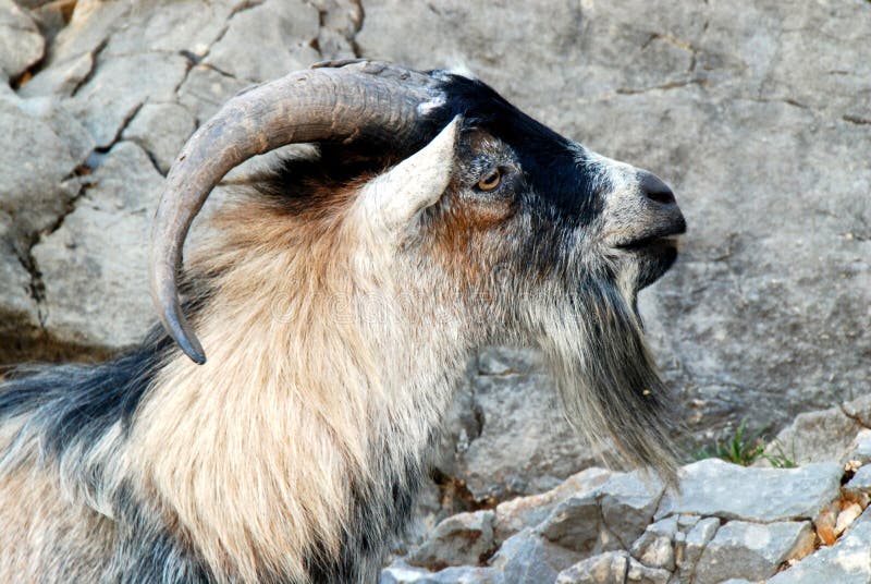 Goat stock photo. Image of farming, face, farm, brown - 173376562
