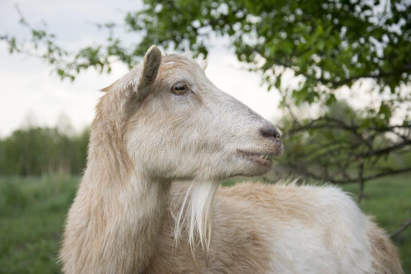 Goat. stock image. Image of green, farm, life, food, meadow - 40736889