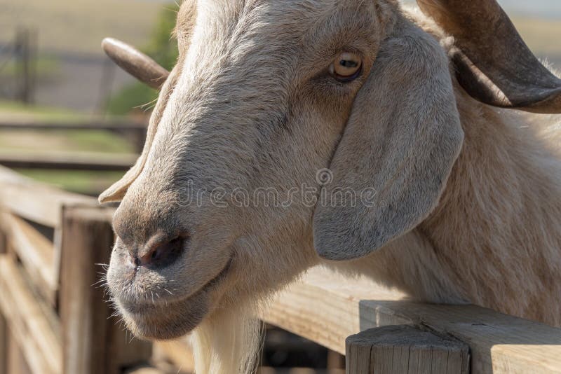 152 Goat Shapes Stock Photos - Free & Royalty-Free Stock Photos from ...