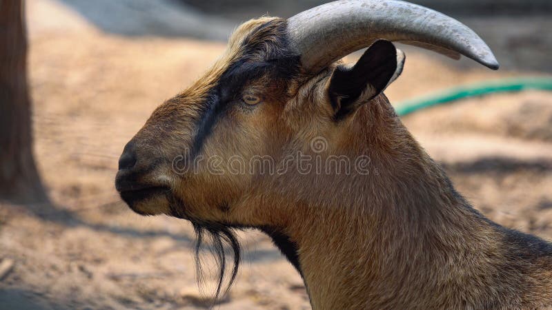 Goat close up in the zoo stock photo. Image of farm - 143464870