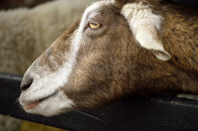 The goat stock photo. Image of agrocultural, closeup - 63296000