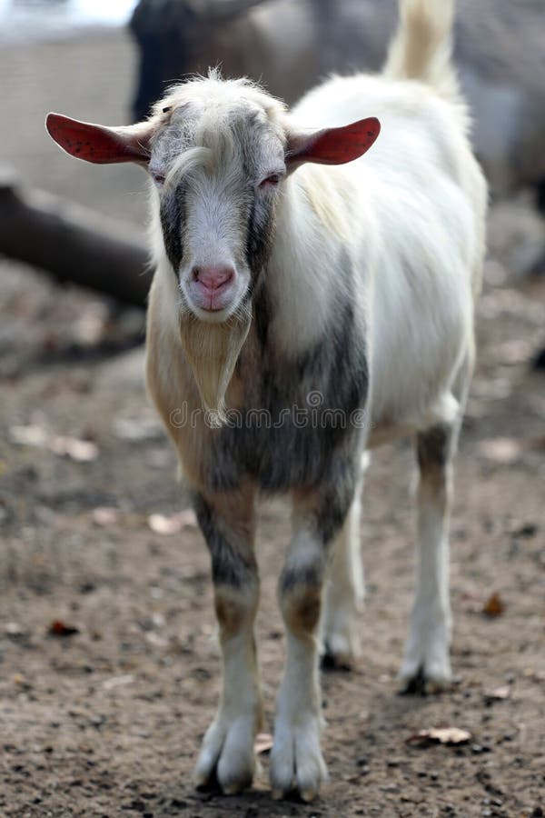 Goat closeup stock photo. Image of captivity, family - 67978516