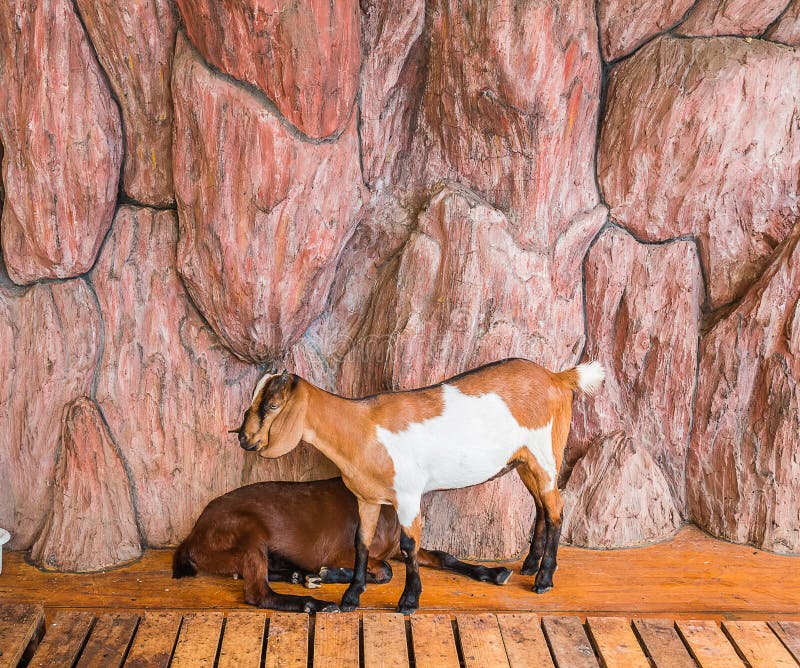 Goat in corral stock photo. Image of corral, nature, garden - 96313888