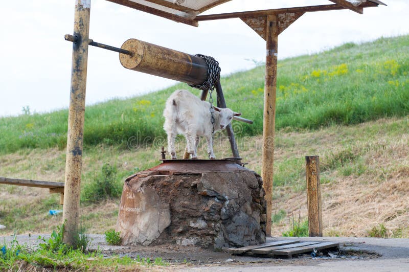 Goat stock image. Image of water, wilderness, park, peak - 80392683