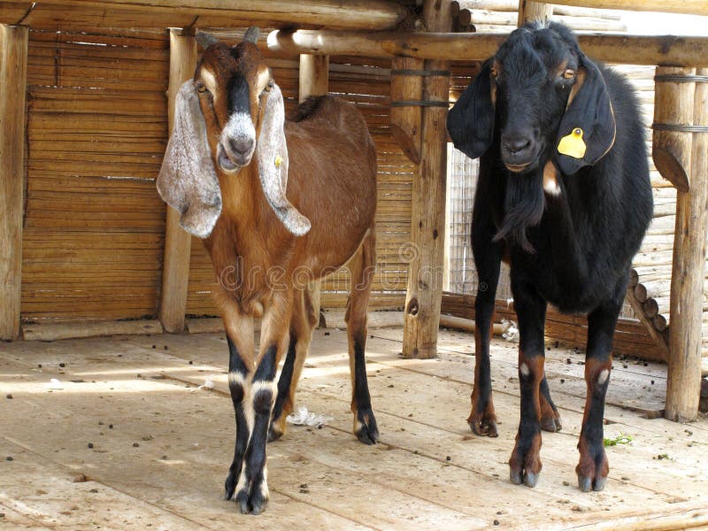 Goat Couple on a farm stock image. Image of fresh, flock - 18889629
