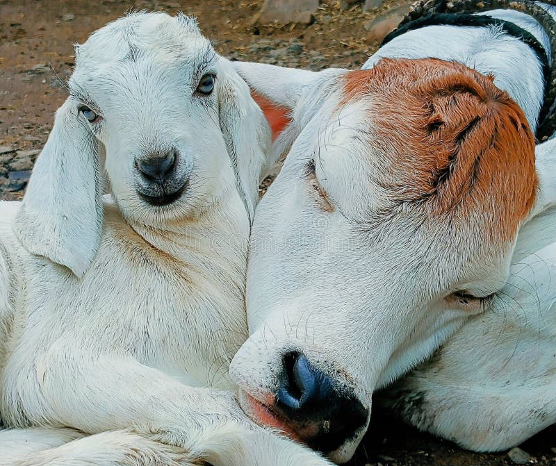 Goat and cow love stock image. Image of calf, love, goat - 333408209