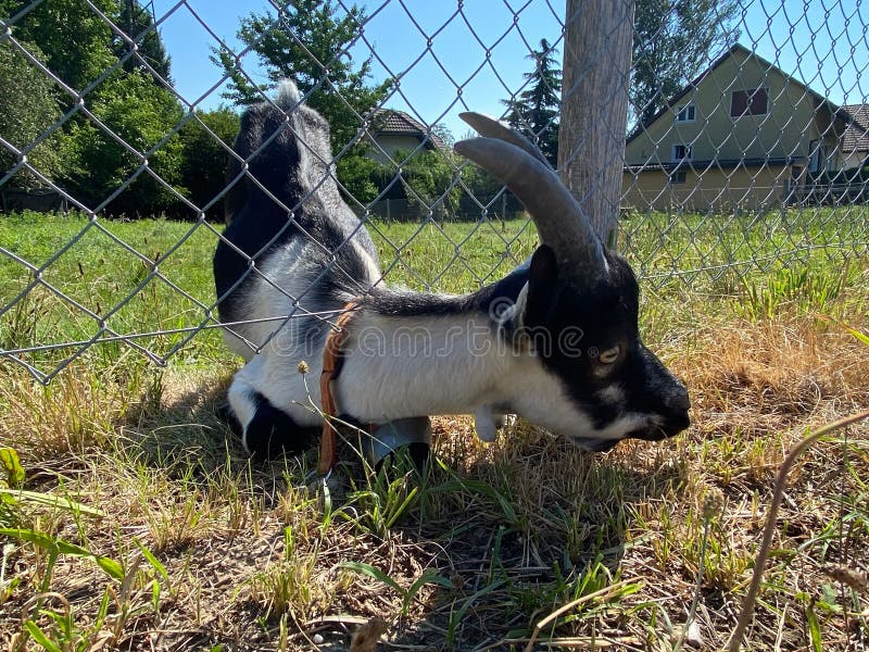 Goat Crawls Under the Fence on a Farm Stock Photo - Image of goat ...