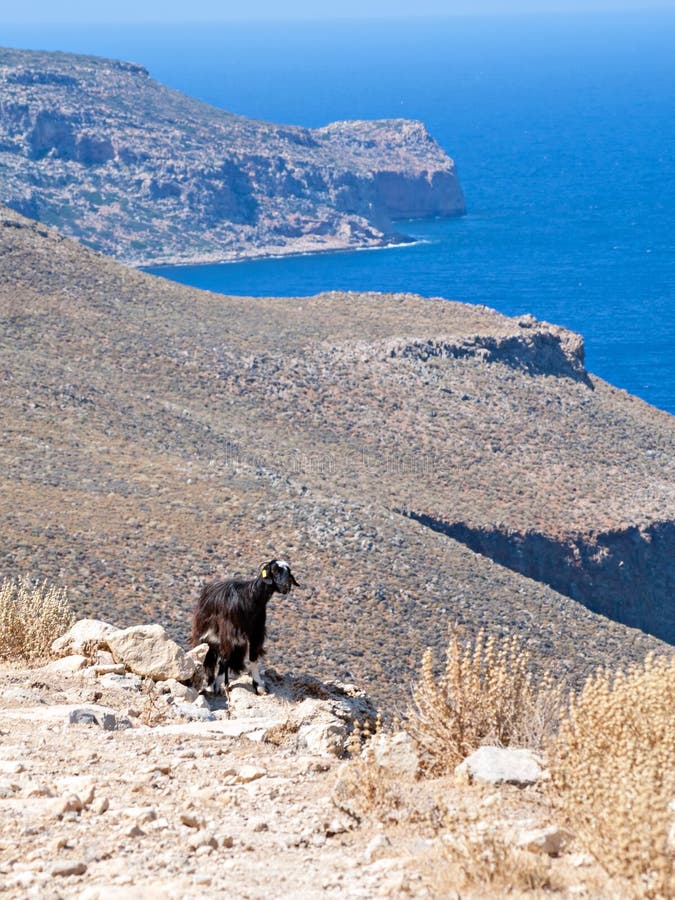 Goat in Crete stock image. Image of standing, horizon - 39525235