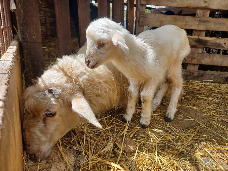 Goat cub Small soft stock photo. Image of carnivore - 248463150