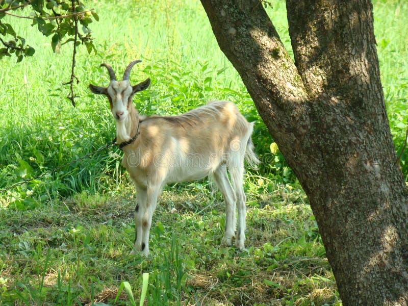 Goat stock photo. Image of goat, grass, nature, garden - 96272676