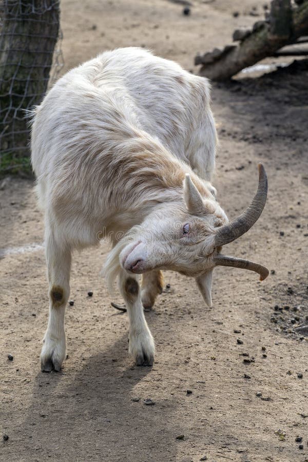 Goat Curiously Bending Its Neck while Exploring a Farm Setting during ...