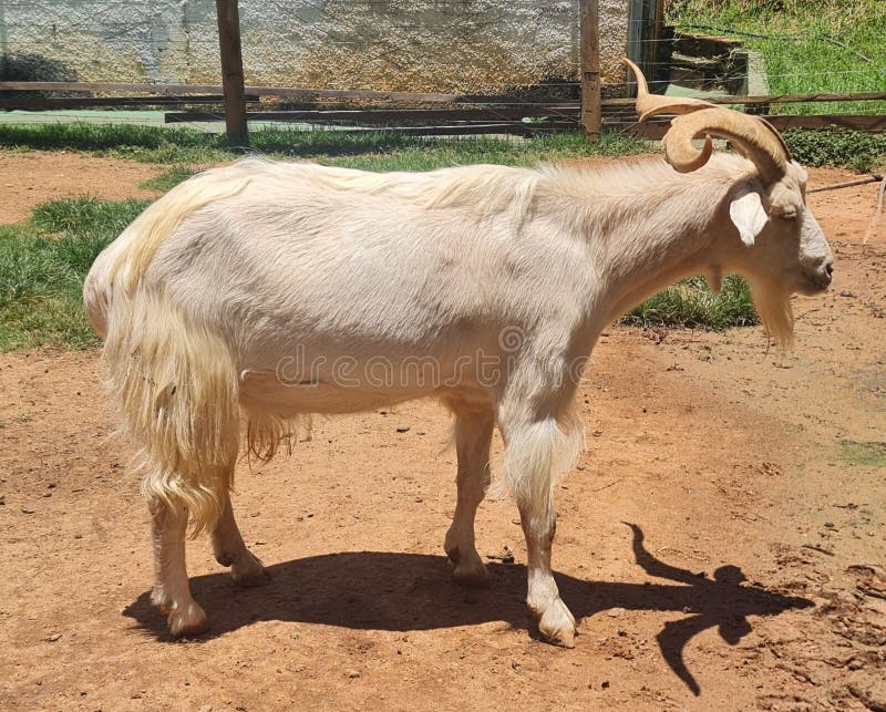 Goat Goat with Curved Horns Stock Image - Image of barnyard, husbandry ...