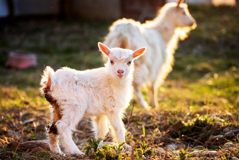Goat and Cute Little Goatling in Spring Stock Photo - Image of ...
