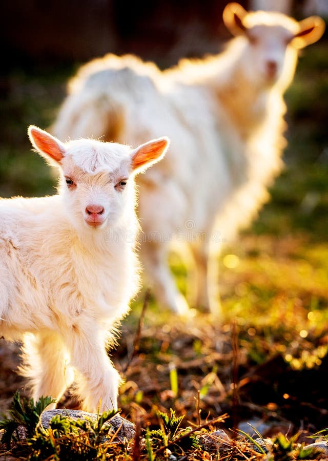 Goat and Cute Little Goatling in Spring Stock Photo - Image of summer ...