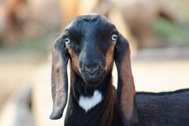 Goat a Dairy Animal from Indian Breed of Goats Stock Photo - Image of ...