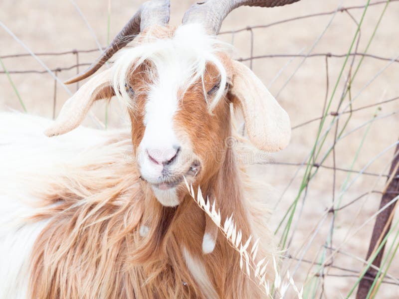Goat Disheveled in Campaign Stock Image - Image of horn, domestic: 60407805