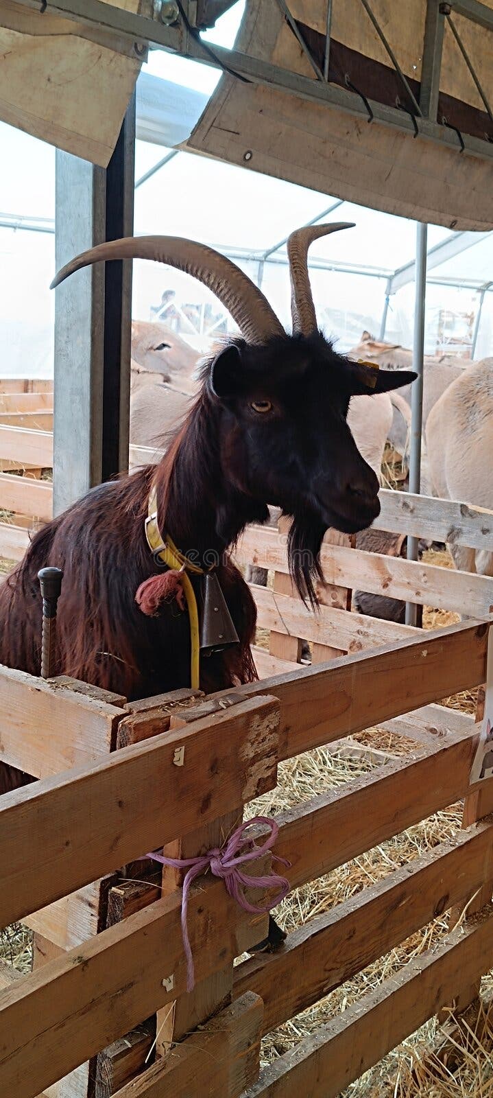 115 Borno Xxl Stock Photos - Free & Royalty-Free Stock Photos from ...