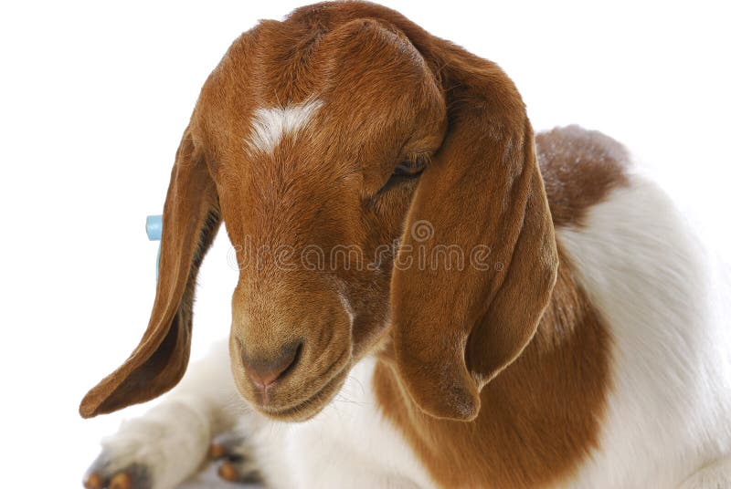 Goat doeling stock image. Image of breed, twins, milk - 15252829