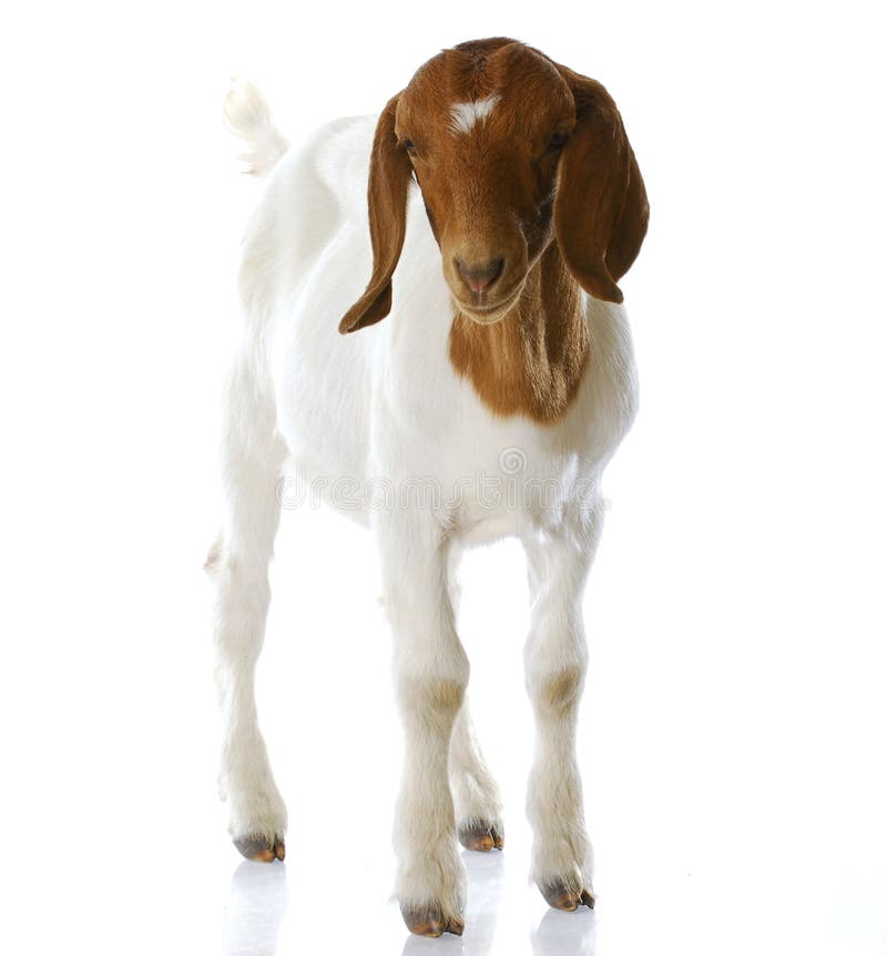 Goat doeling stock image. Image of breed, twins, milk - 15252829