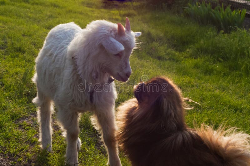Goat with dog stock photo. Image of friends, playing - 92359196