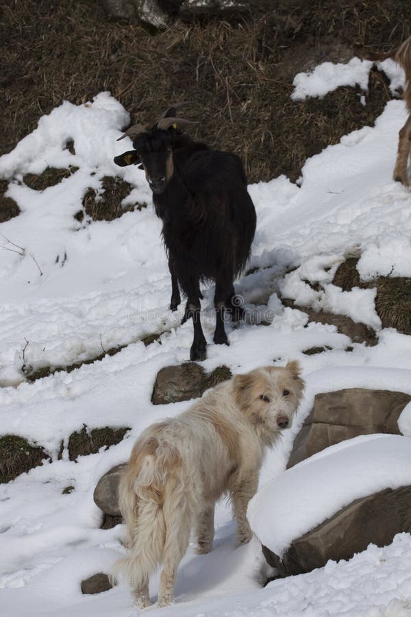 Goat and dog stock image. Image of domestic, snow, goats - 77480581