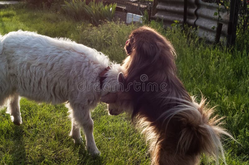 Goat with dog stock photo. Image of young, hairy, friends - 92359236