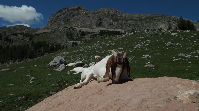 Goat in Dolomites Mountain Panorama Stock Footage - Video of nature ...
