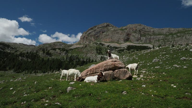 Goat in Dolomites Mountain Panorama Stock Video - Video of national ...