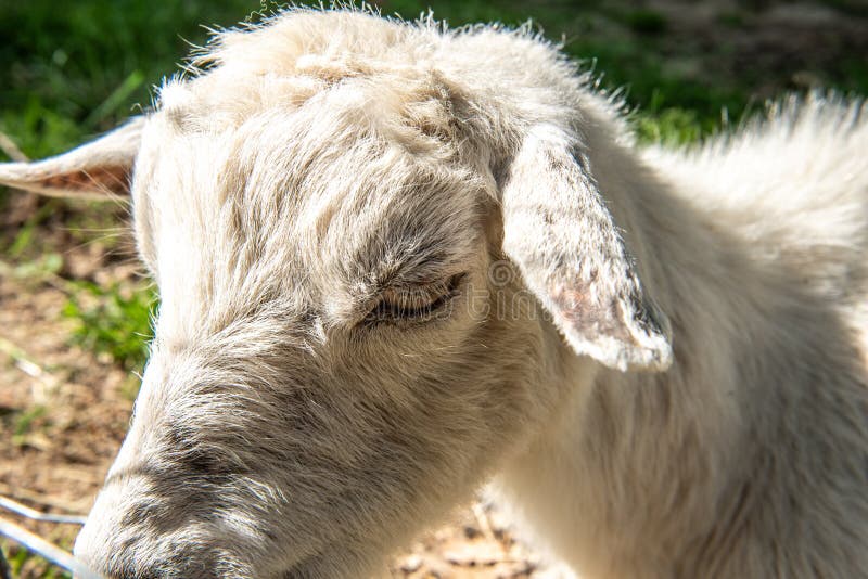 The Goat or Domestic Goat (Capra Hircus Stock Photo - Image of breeding ...