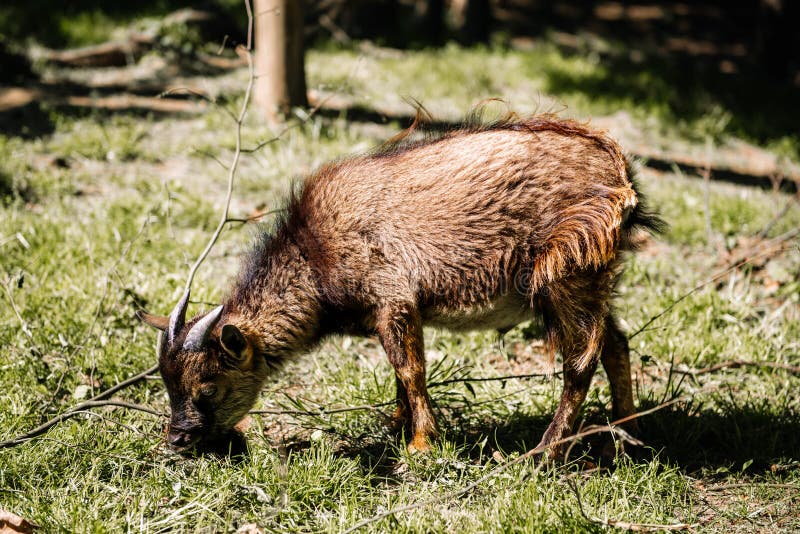 The Goat or Domestic Goat (Capra Hircus Stock Image - Image of woolly ...