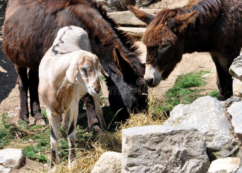 Goat and Donkey on the Farm Stock Image - Image of coat, feet: 42199975