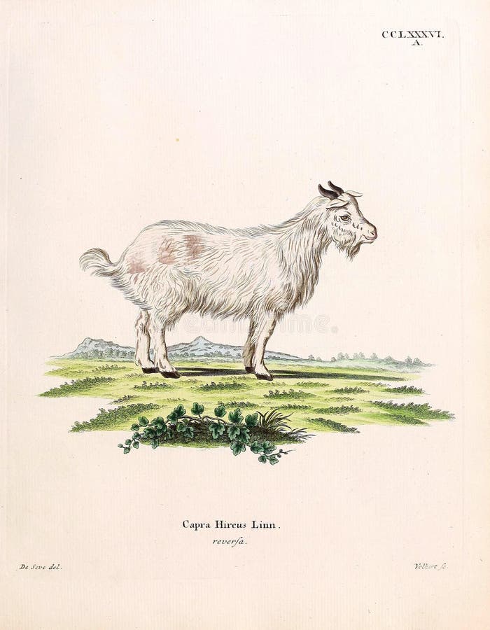 Illustrations of goat. stock illustration. Illustration of vintage ...