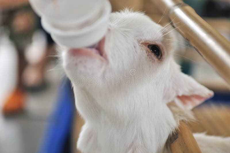 Goat drink milk stock photo. Image of group, head, goatee - 18577628