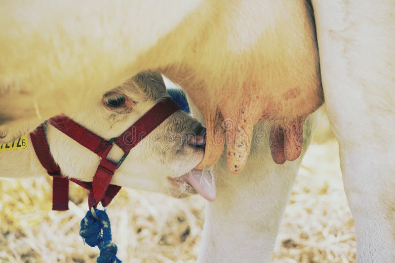 Goat Drinking Milk from Mother. Stock Image - Image of goat, horn: 50540371