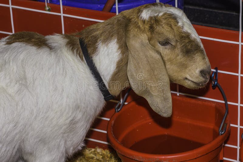 211 Goat Drinking Water Stock Photos - Free & Royalty-Free Stock Photos ...