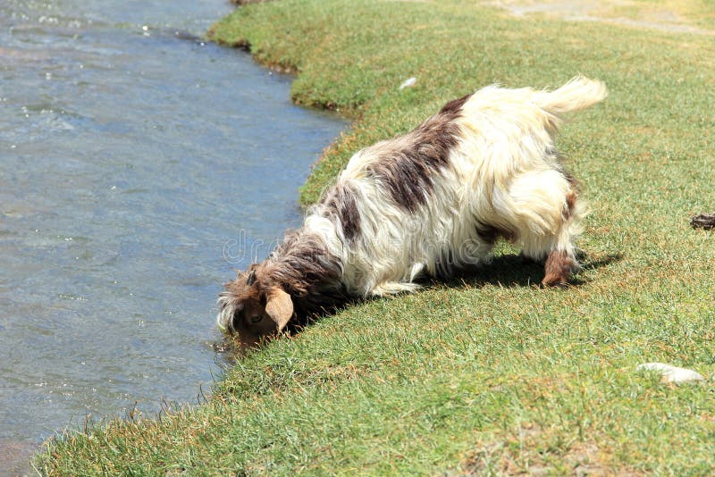 Goat drinking water. stock image. Image of drinking, animal - 43714591