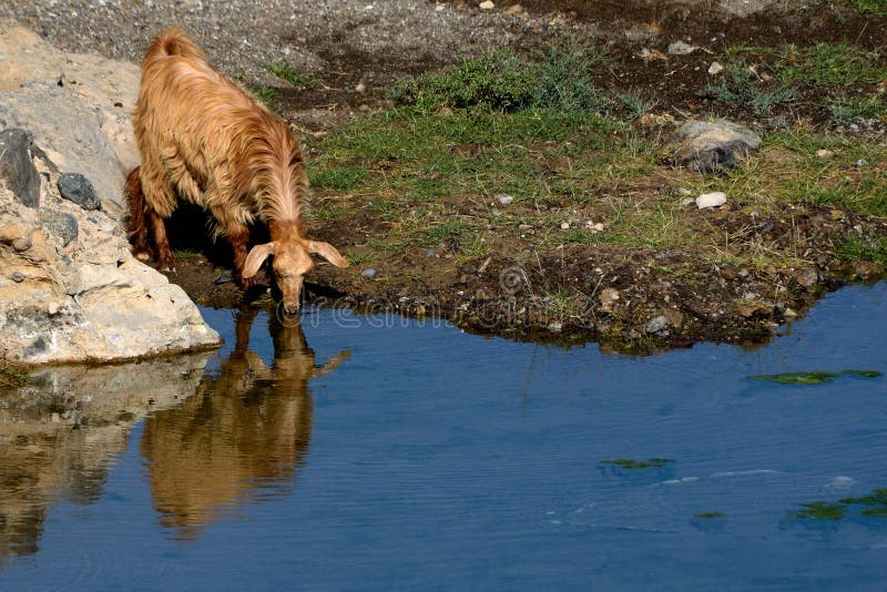 Goat drinks at the river stock photo. Image of grass - 51485058