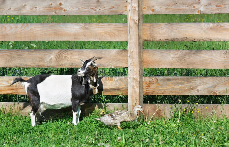 Goat and duck stock photo. Image of following, field - 185645308
