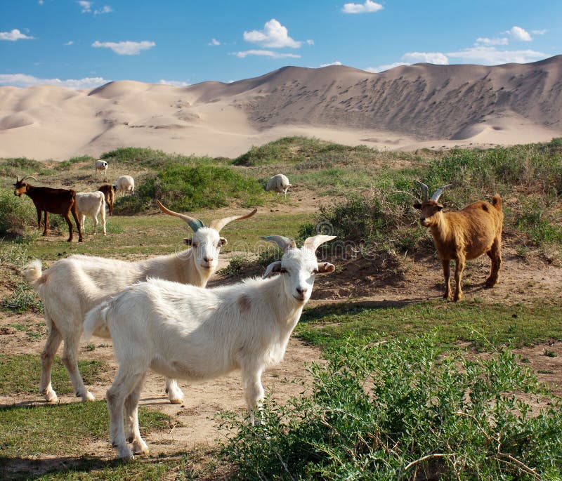 Goat in the Gobi Desert, Mongolia Stock Image - Image of cattle, arid ...